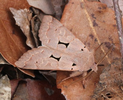 アカバキリガ（赤翅切蛾）